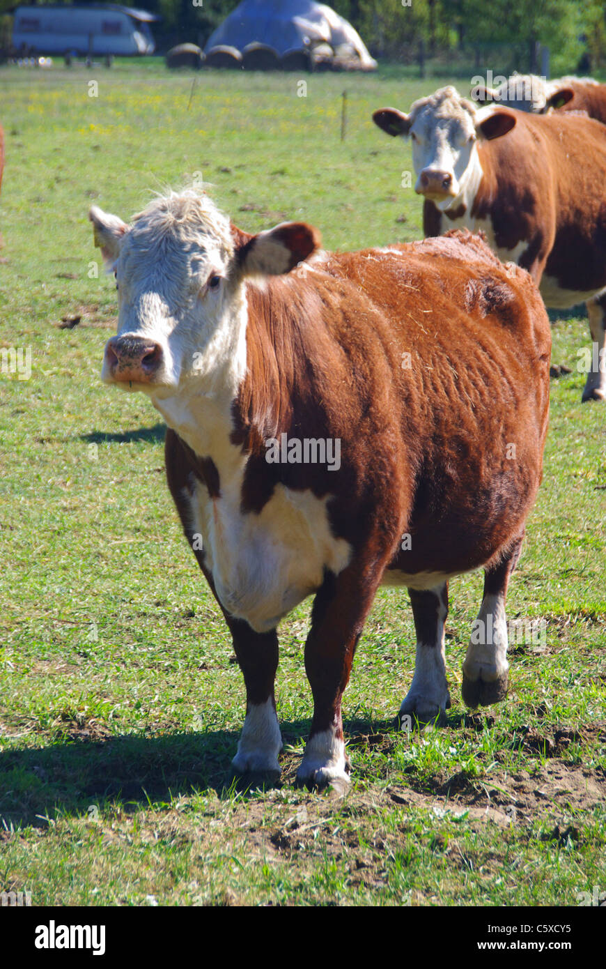 Pro cow hi-res stock photography and images - Alamy