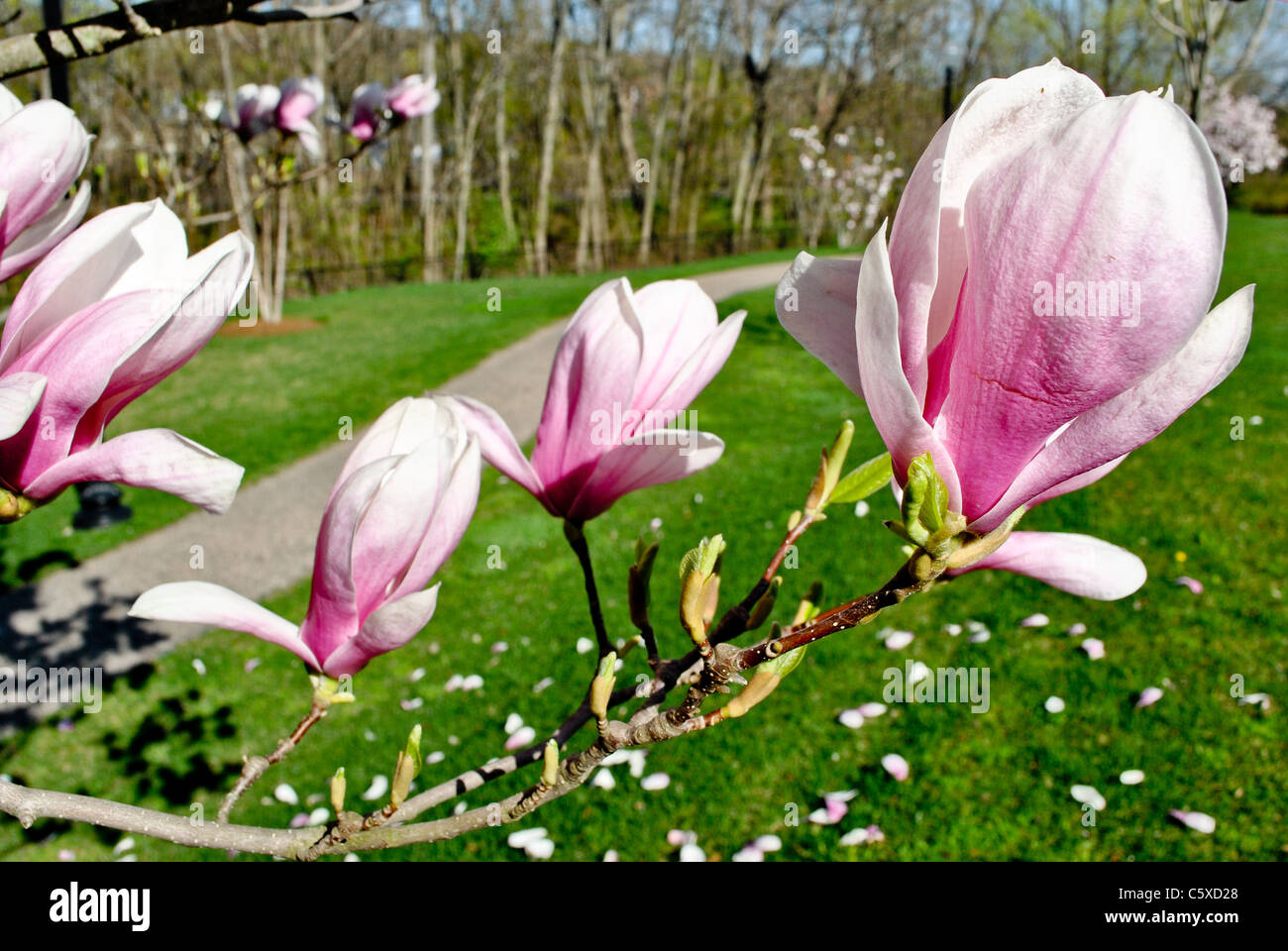 A close up of magnolia flowers Stock Photo - Alamy