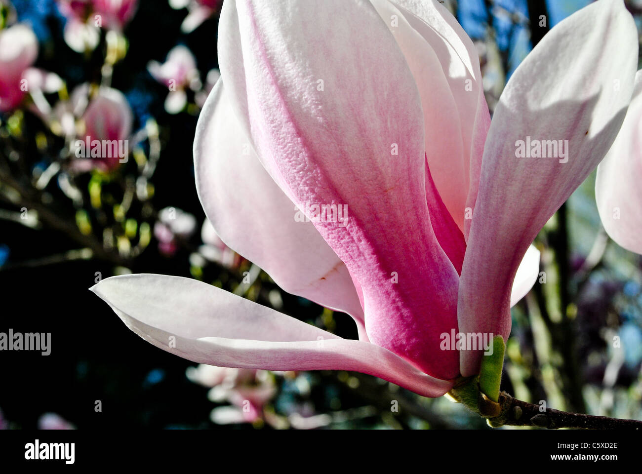 A close up of magnolia Stock Photo - Alamy