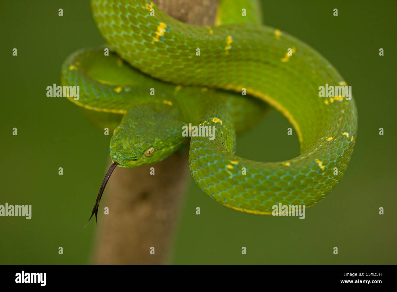 Side-striped Palm-pit viper (Bothriechis lateralis) - Costa Rica ...
