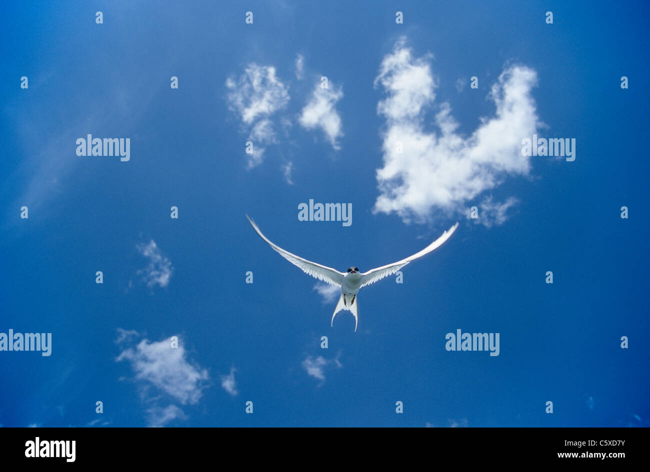Arctic Tern in blue sky Sterna paradisaea UK BI015036 Stock Photo - Alamy
