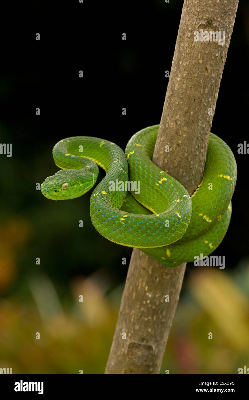 Side-striped Palm-pit viper (Bothriechis lateralis) - Costa Rica ...