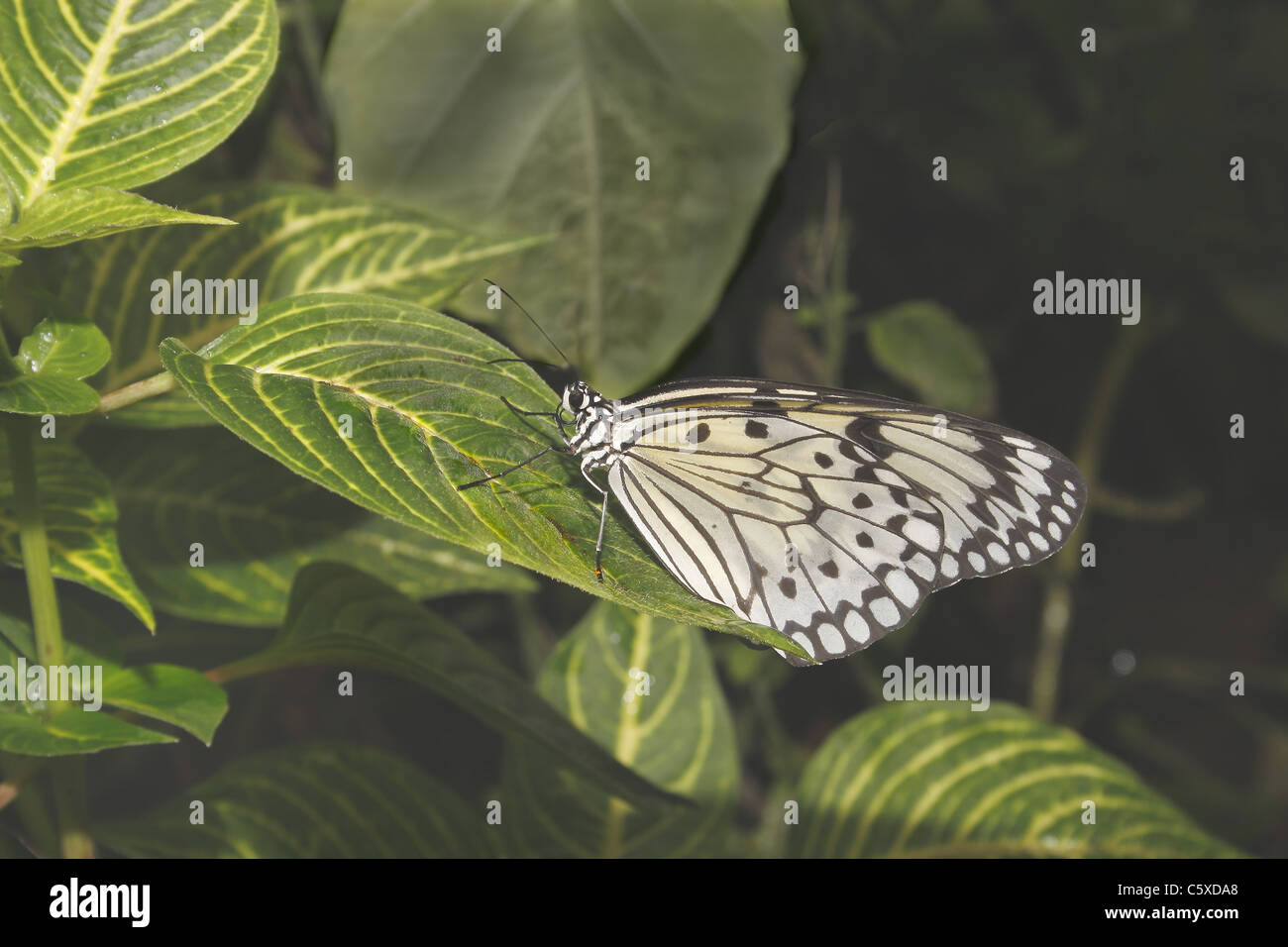 Tree nymph on flower hi-res stock photography and images - Alamy