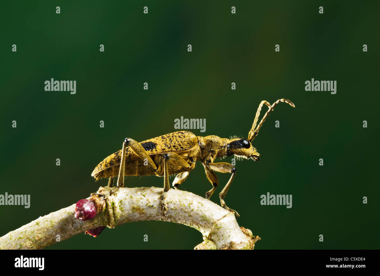 Horned beetle hi-res stock photography and images - Alamy