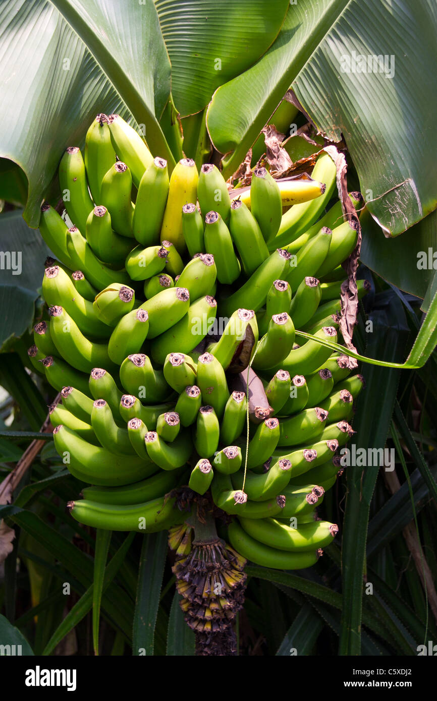 Bananas on banana tree Stock Photo - Alamy