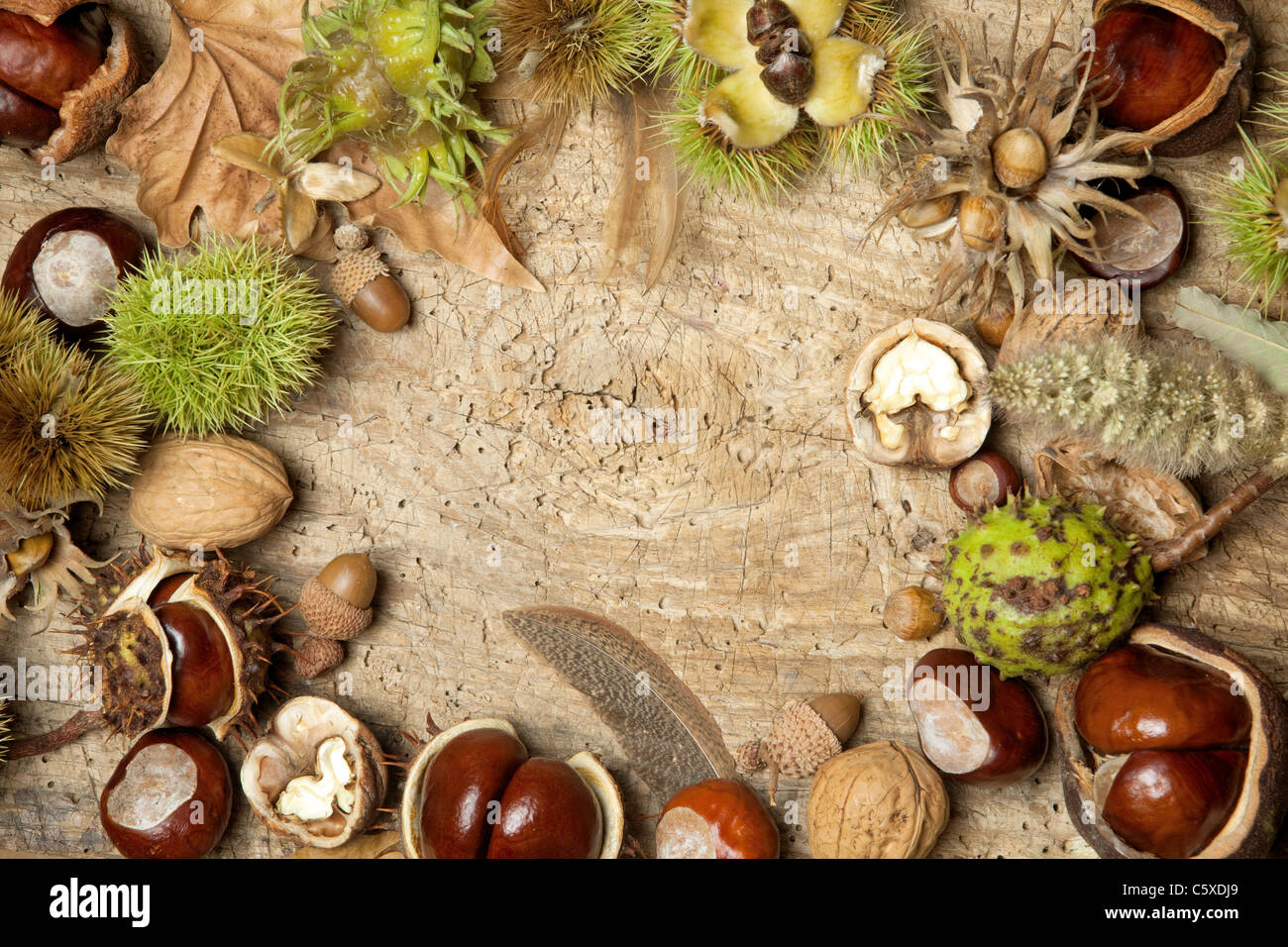 Decorative autumn border with chestnuts hi-res stock photography and ...
