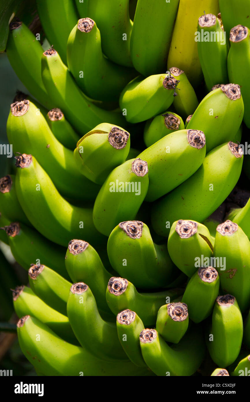 bananas on tree Stock Photo - Alamy