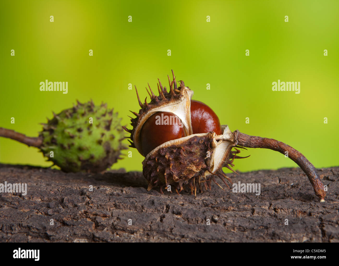 Conker pods hi-res stock photography and images - Alamy