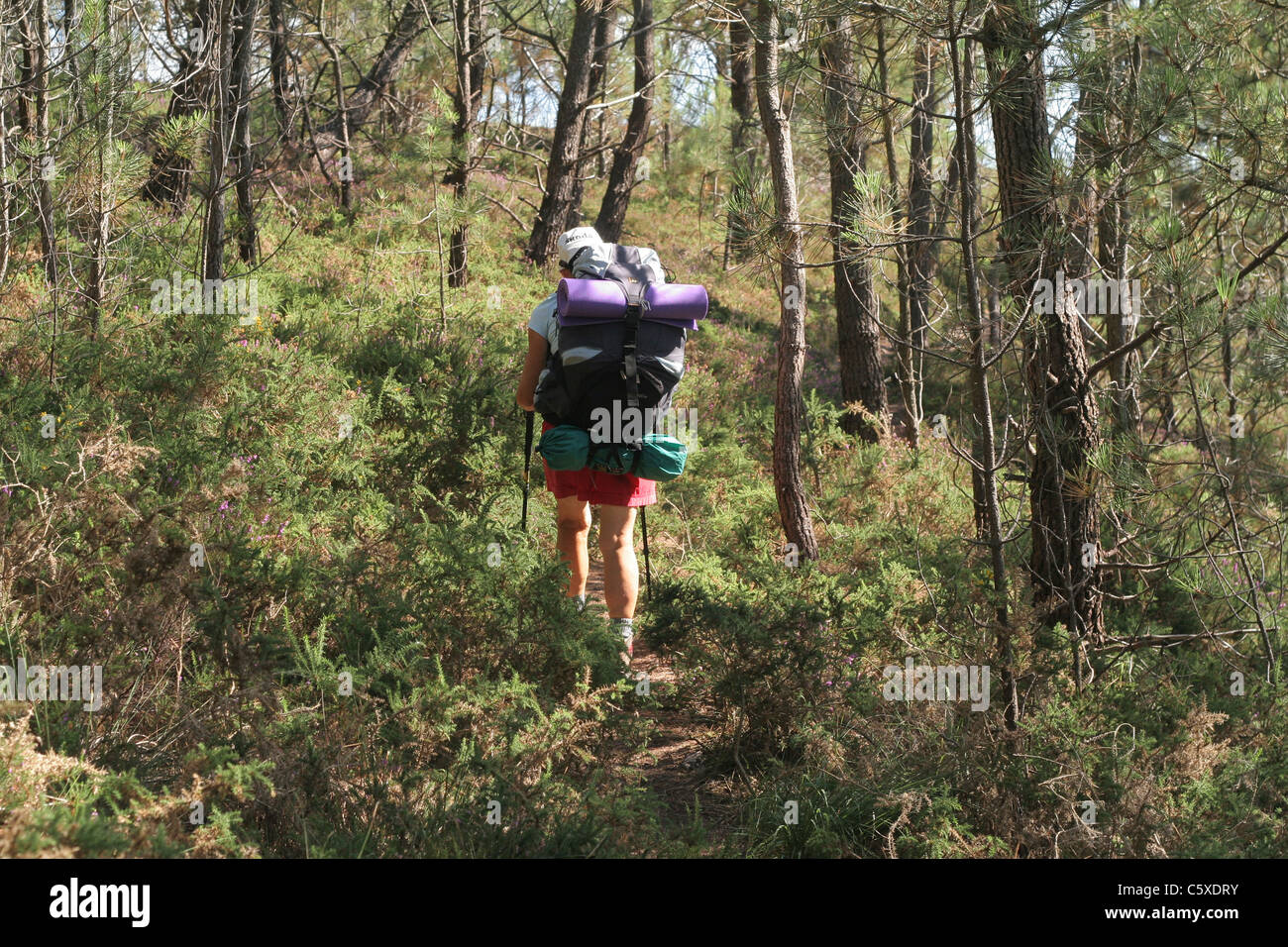 A hiker on the hiking trail, GR34 coastal path, Bay Morgat Crozon ...