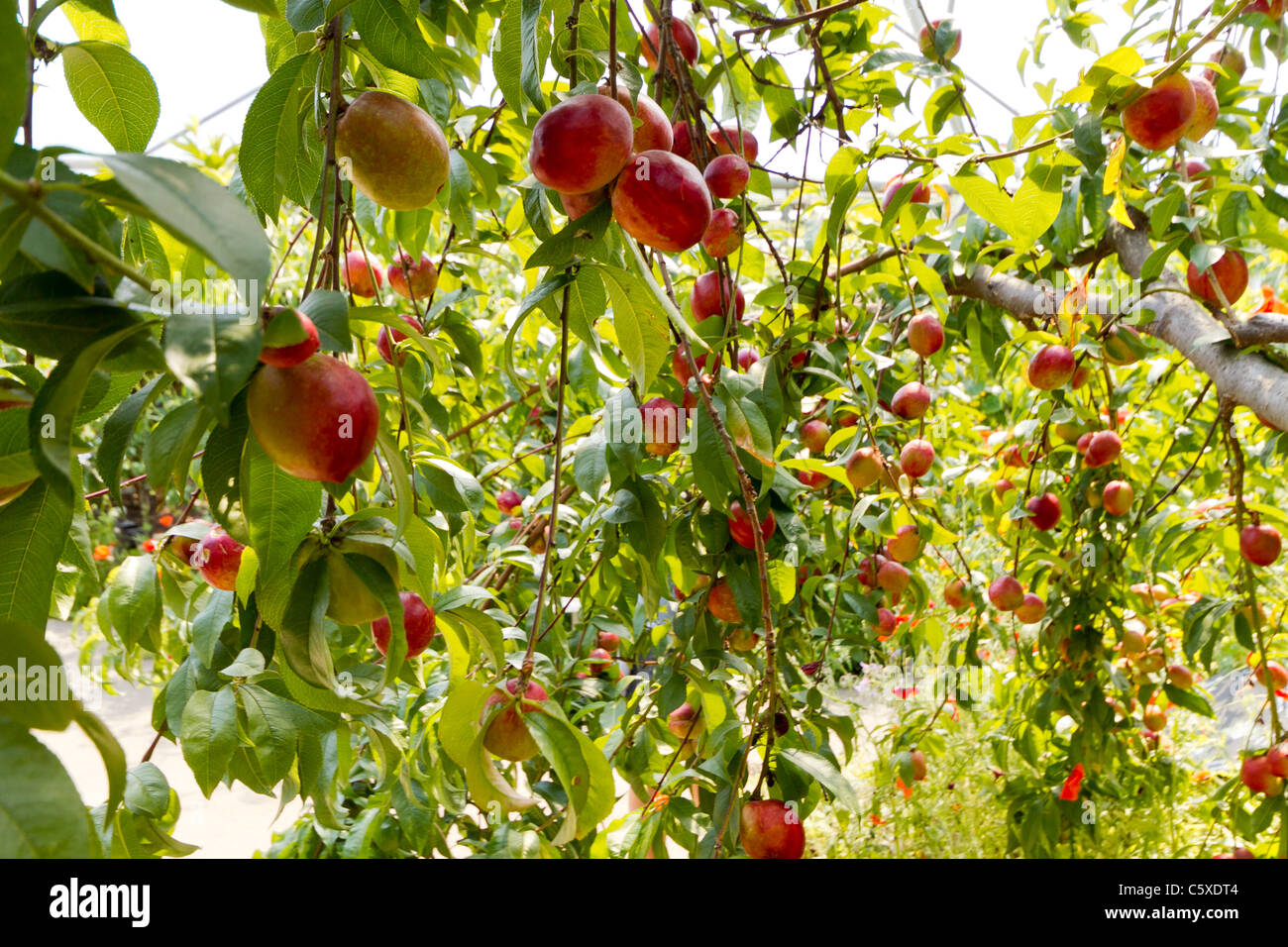 Nectarine Prunus persica var. nucipersica 'Fantasia' Stock Photo - Alamy