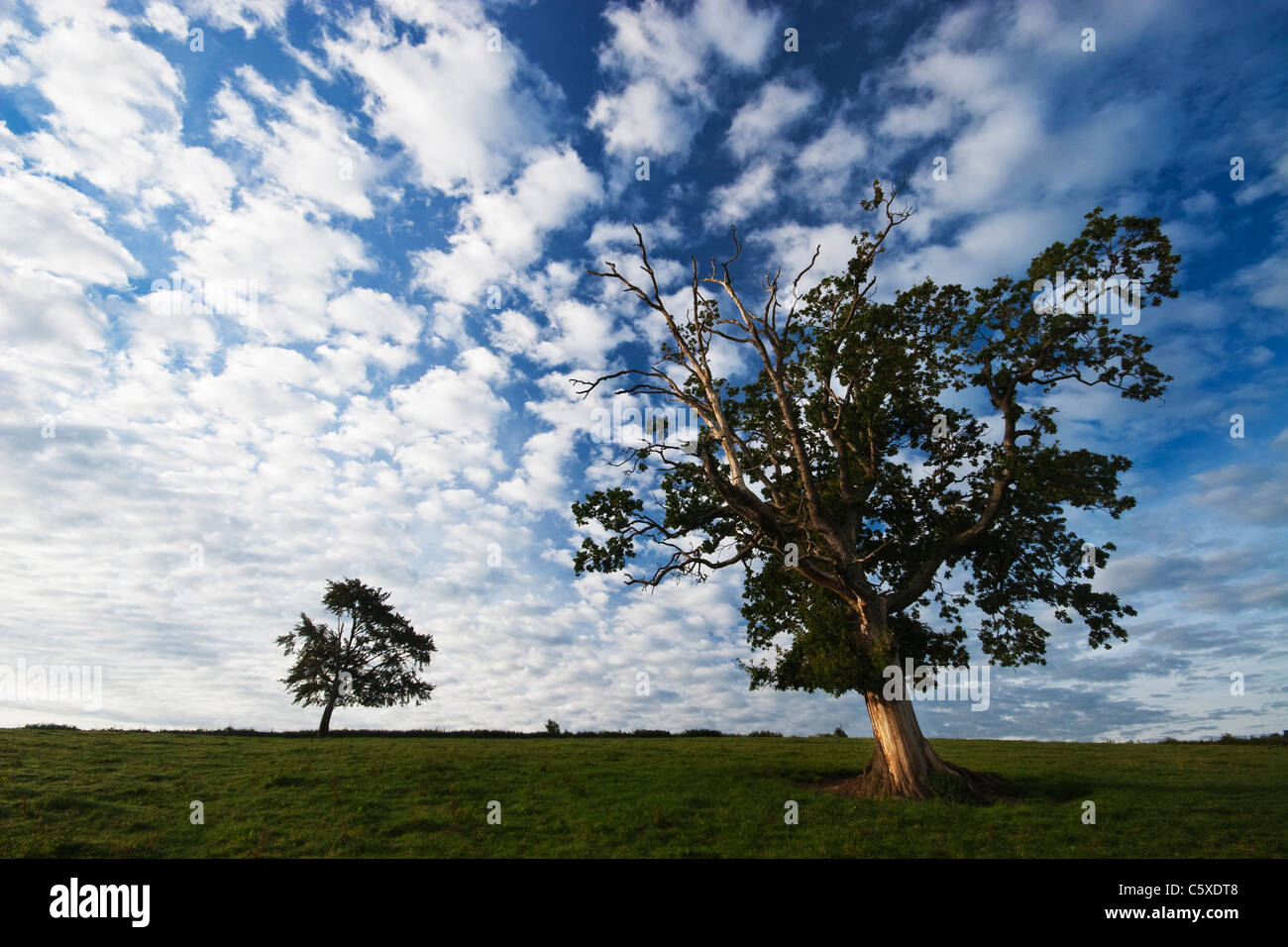 Leaning Oak Trees and dramatic sky Stock Photo - Alamy