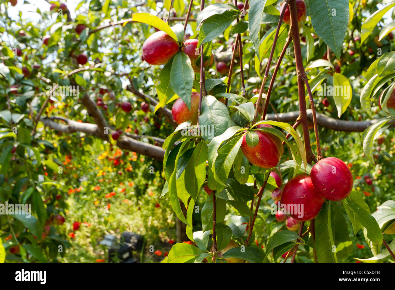 Nectarine Prunus persica var. nucipersica 'Fantasia' Stock Photo - Alamy