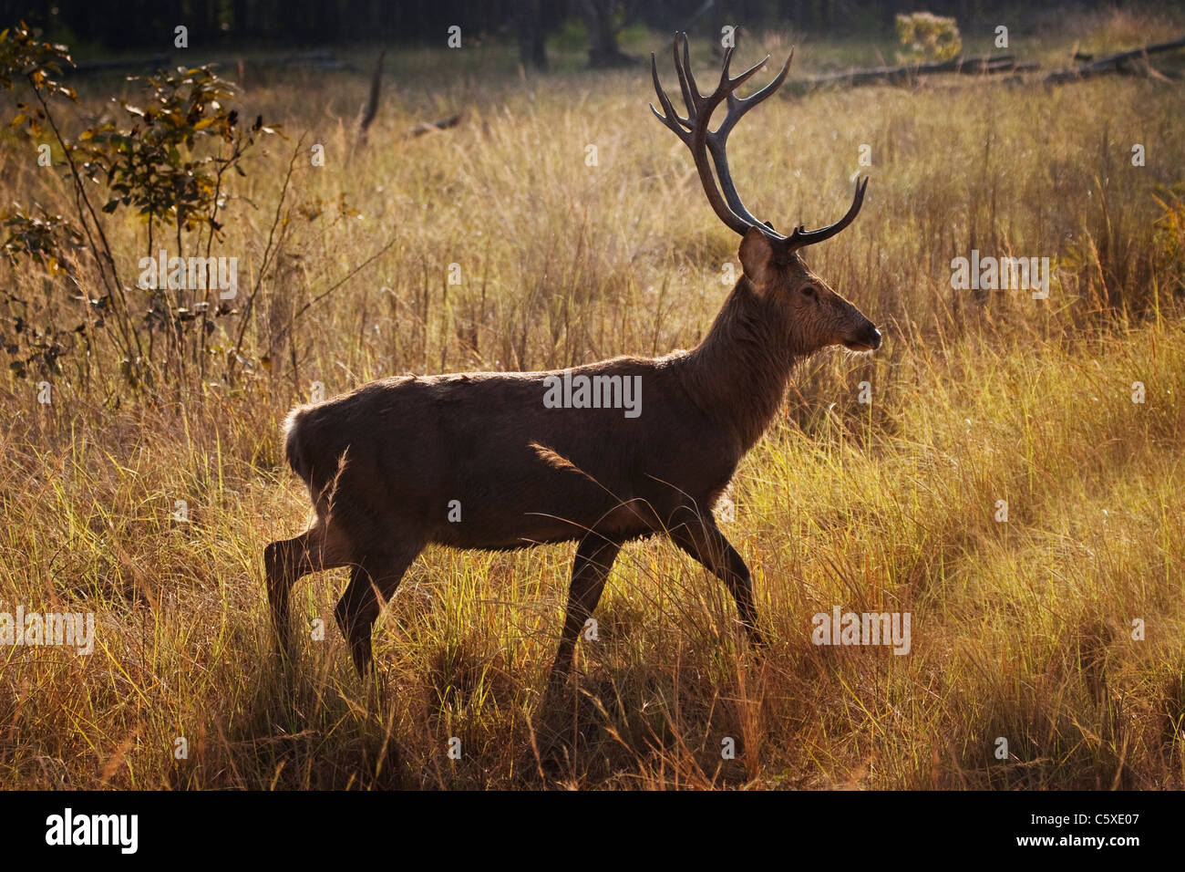 Male barasingha hi-res stock photography and images - Alamy