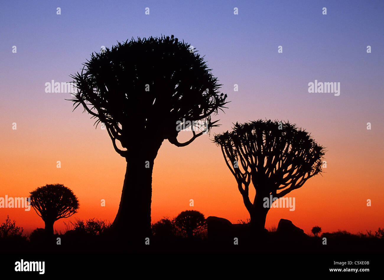 Namibian quiver trees hi-res stock photography and images - Alamy