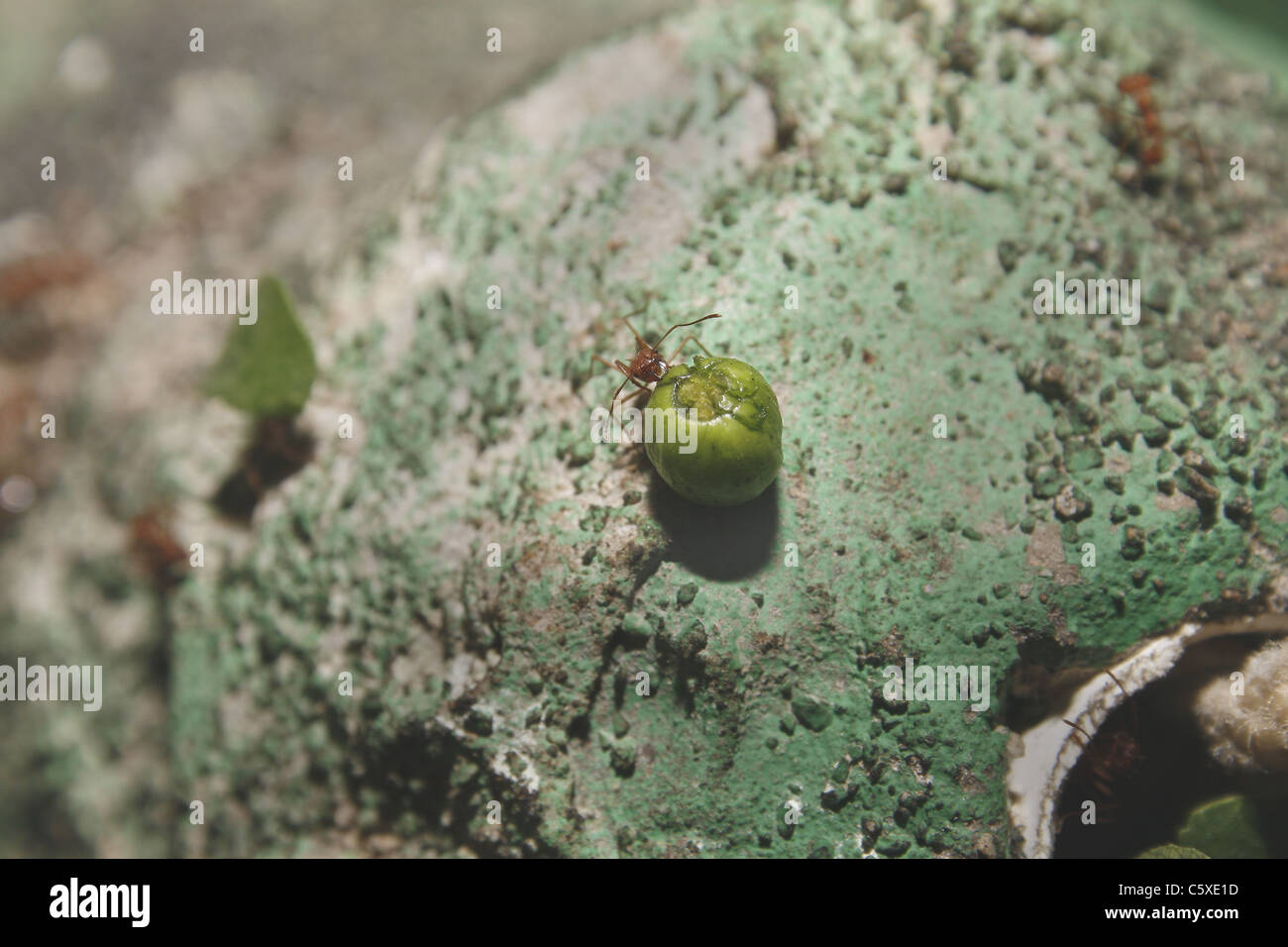 leaf cutter ants Atta Cephalotes Tropical Butterfly House, Wildlife ...