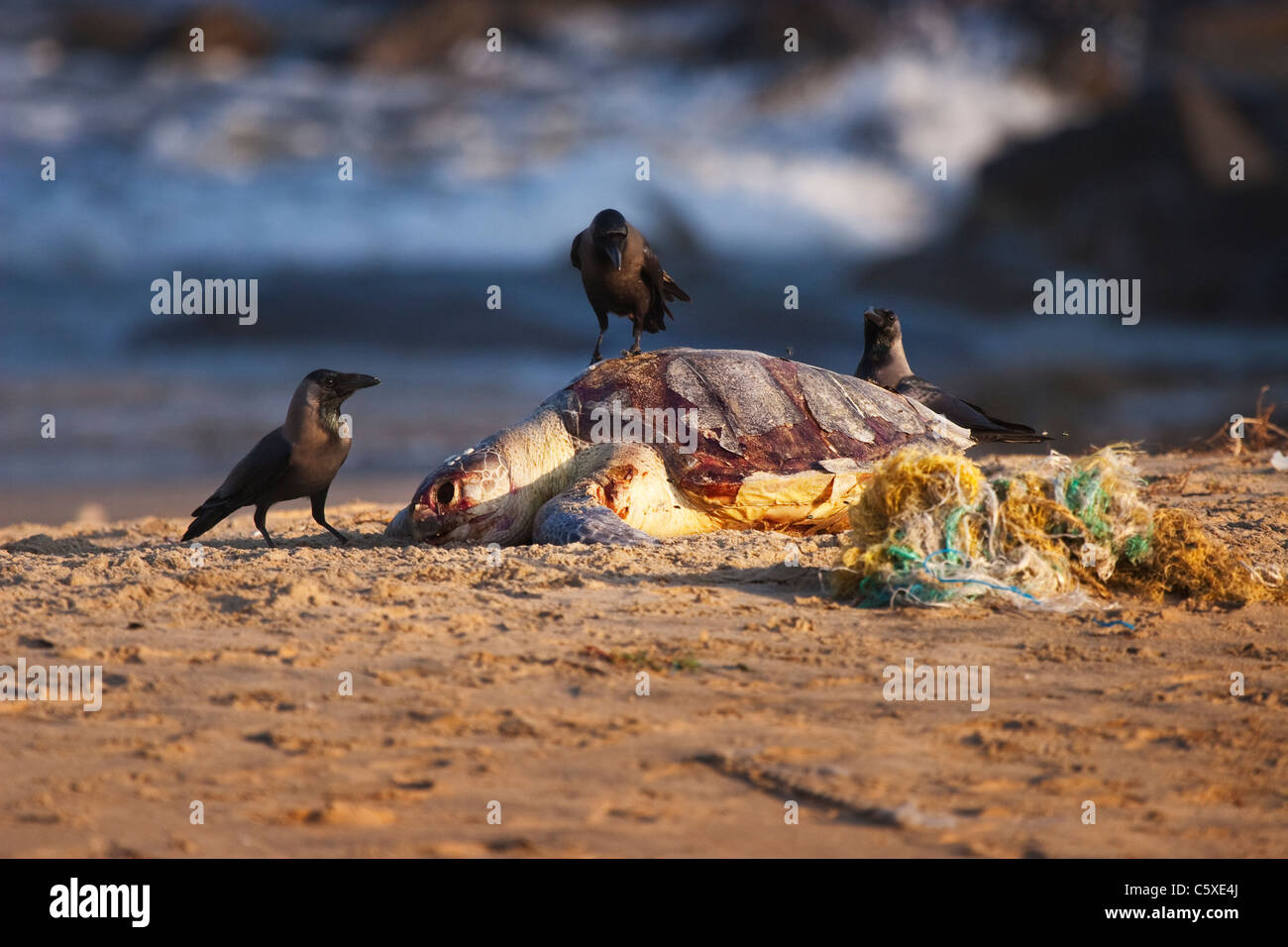House Crows,Corvus splendens eating a dead Turtle Stock Photo - Alamy