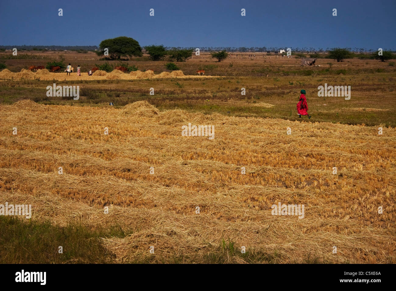 Corn farming in india hi-res stock photography and images - Alamy
