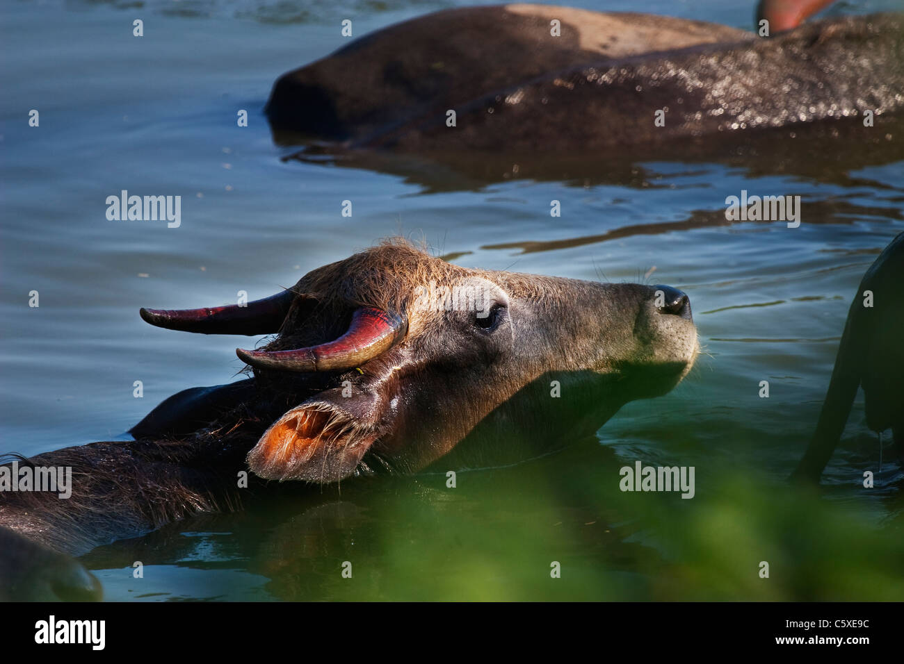 Water buffalo bathing in a lake in India Stock Photo - Alamy