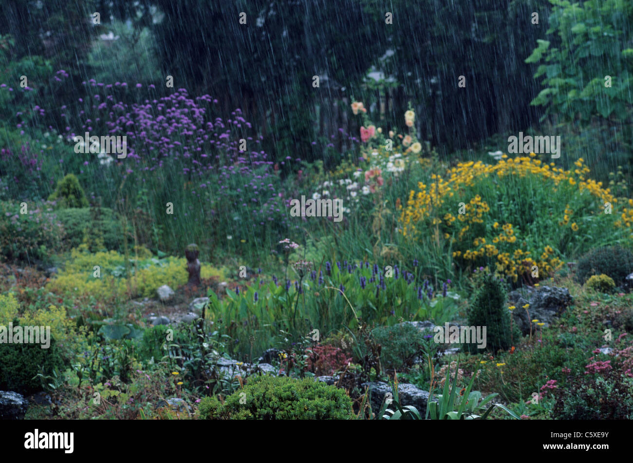 Garden in Rain Garden, Essex, UK PL000868 Stock Photo - Alamy