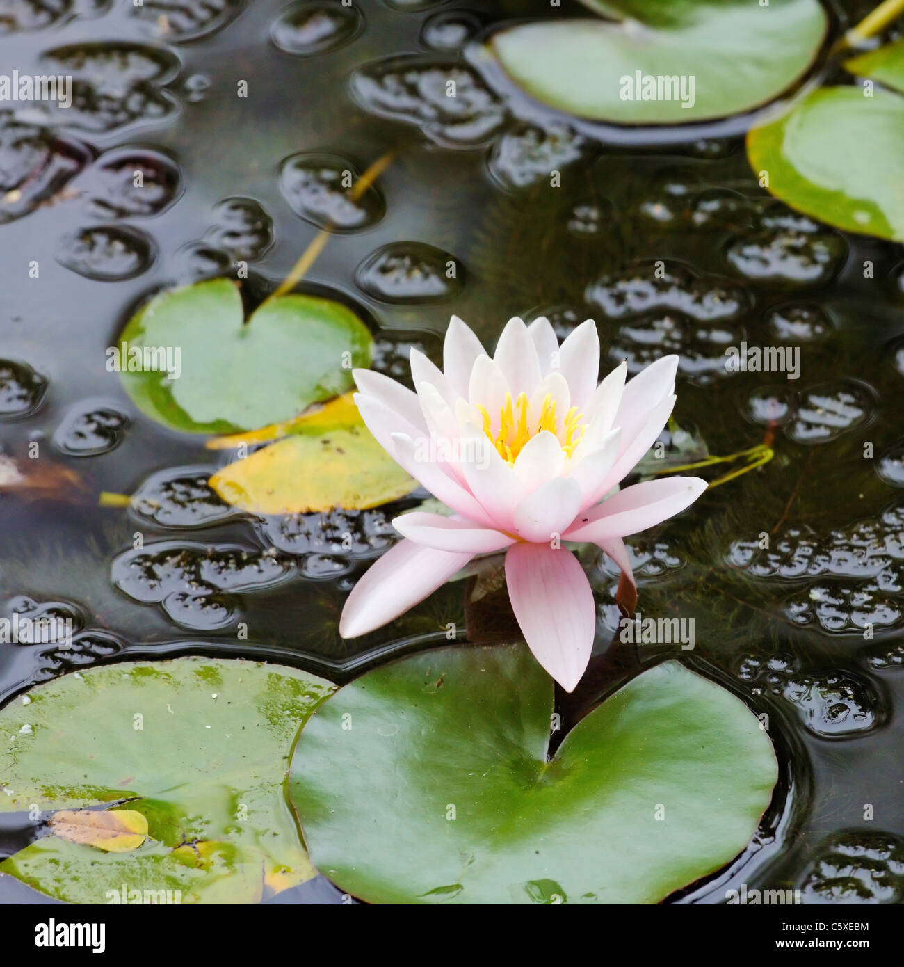 lotus flower in natural environment, square photograph Stock Photo - Alamy