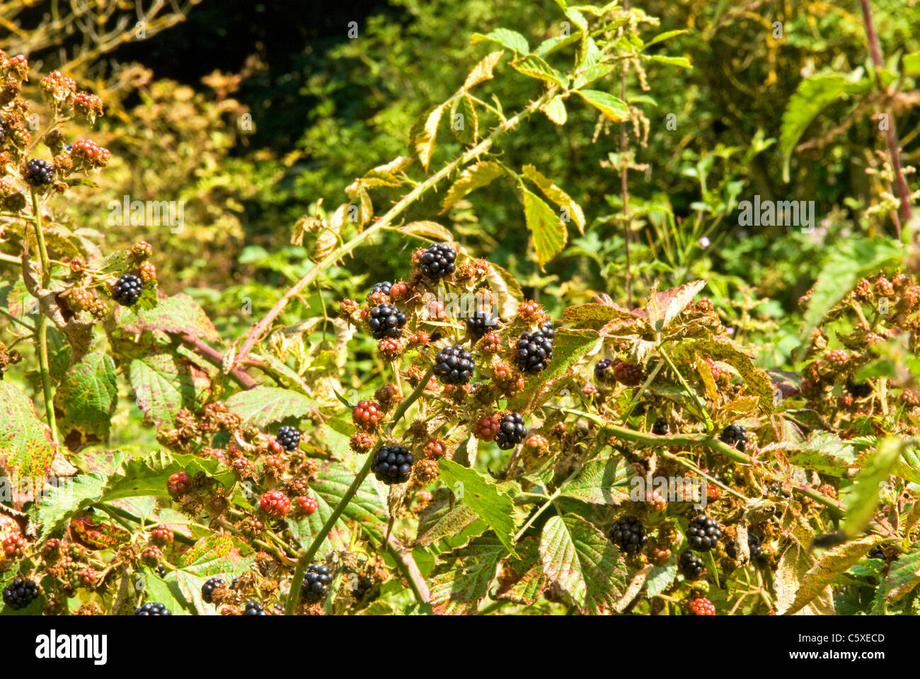 Blackberrying hi-res stock photography and images - Alamy