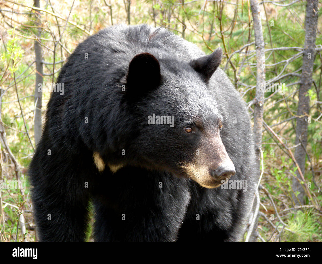 Black bear in the wild in Canada Banff Stock Photo - Alamy
