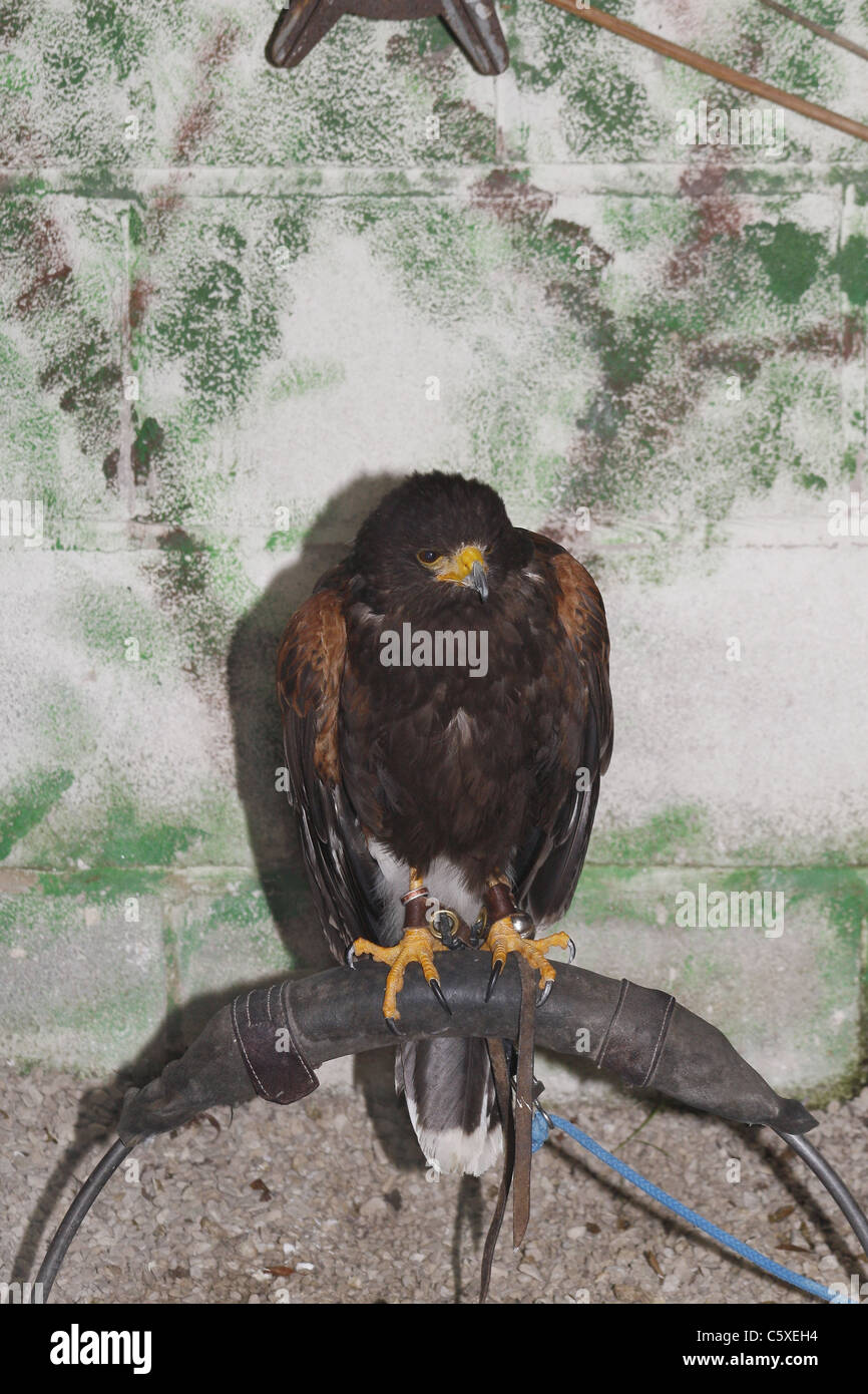 harris hawk on perch Stock Photo - Alamy