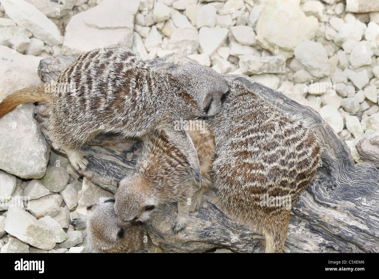 meerkats playing in captivity Stock Photo - Alamy