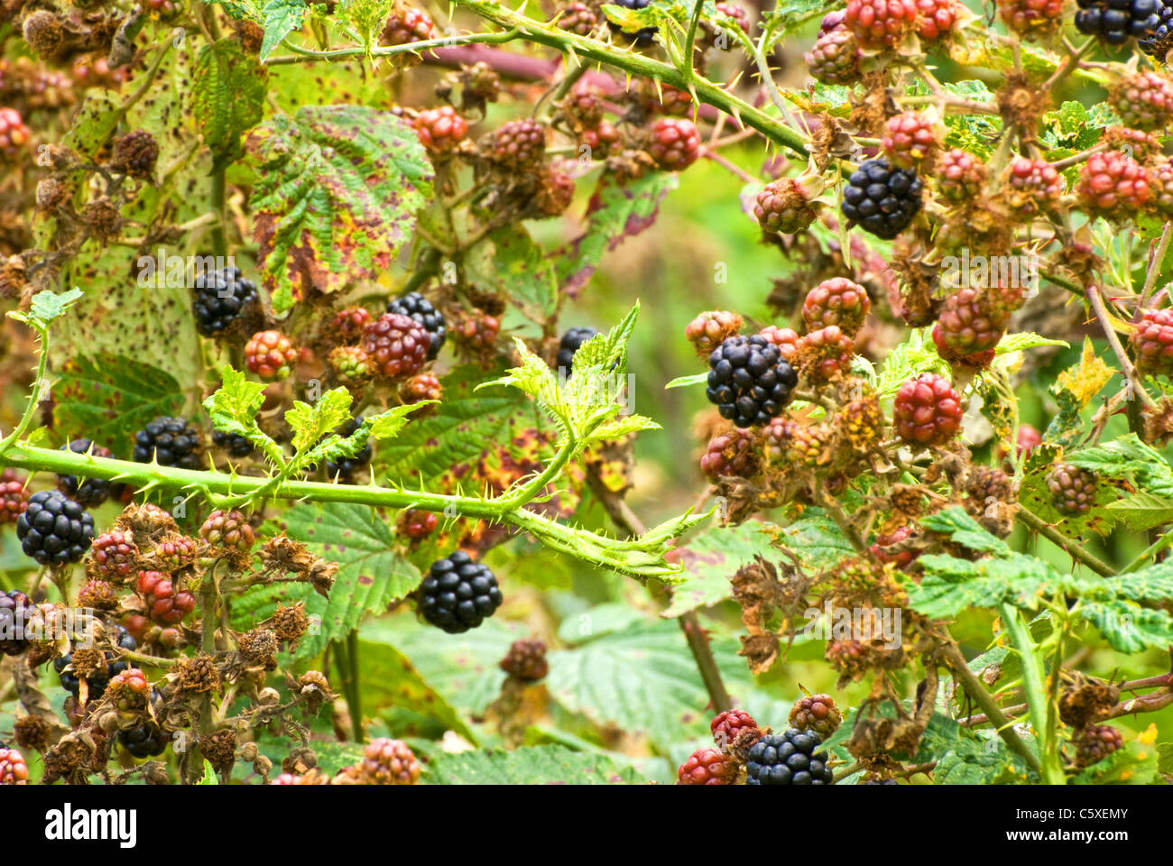 Blackberry bush hi-res stock photography and images - Alamy