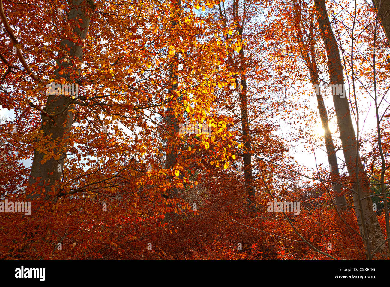 Slanting sun hi-res stock photography and images - Alamy