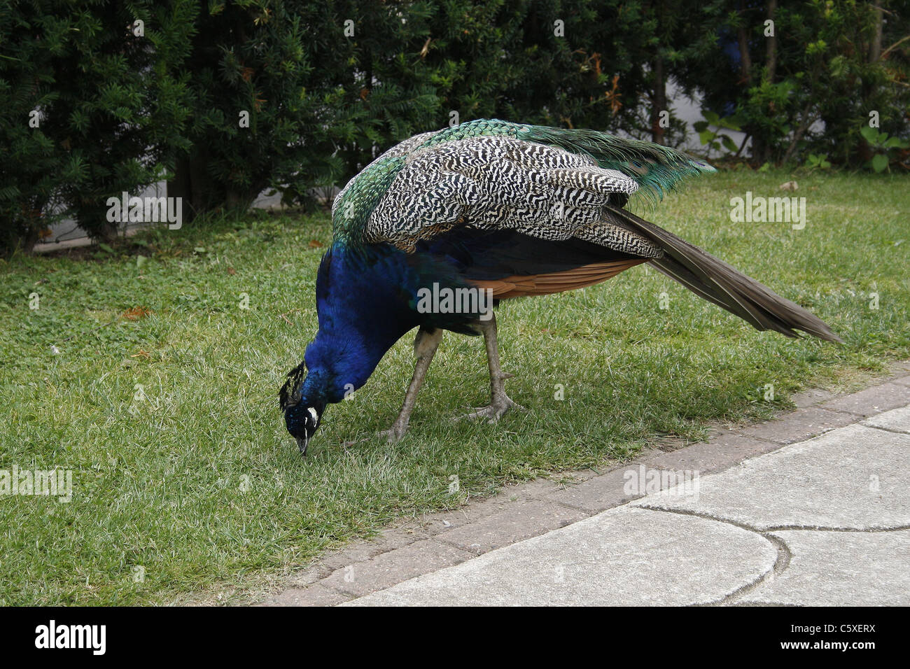 peacock pecking for food Stock Photo - Alamy