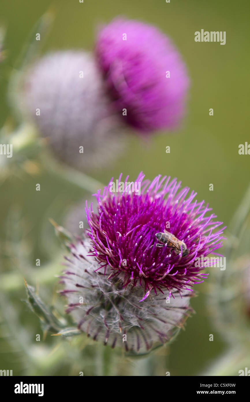 Wasp insect flowering thistle hi-res stock photography and images - Alamy