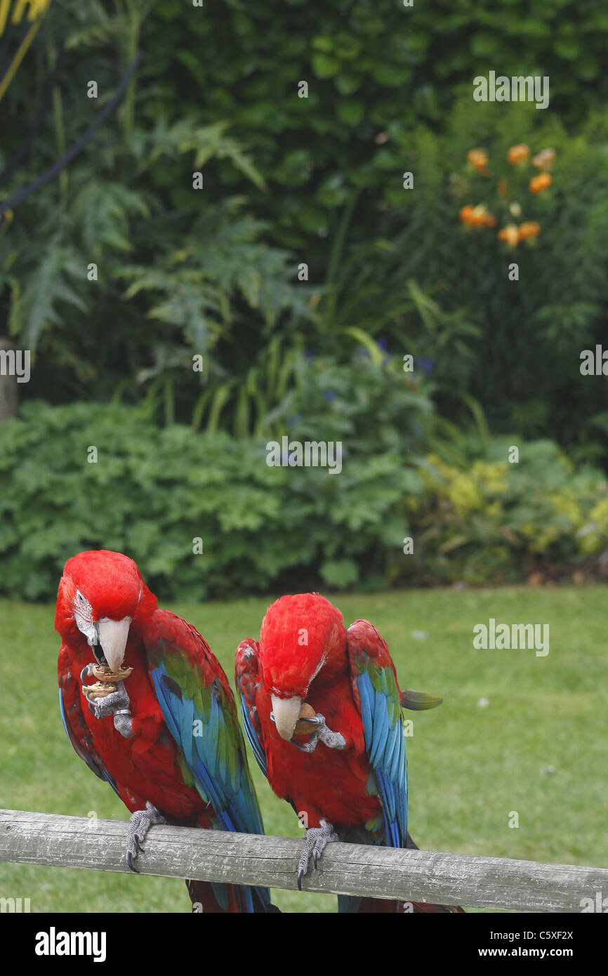 Green wing macaws hi-res stock photography and images - Alamy