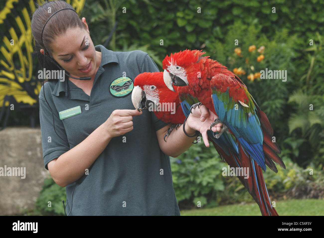 animal presenter giving talk on red and green macaws Stock Photo - Alamy
