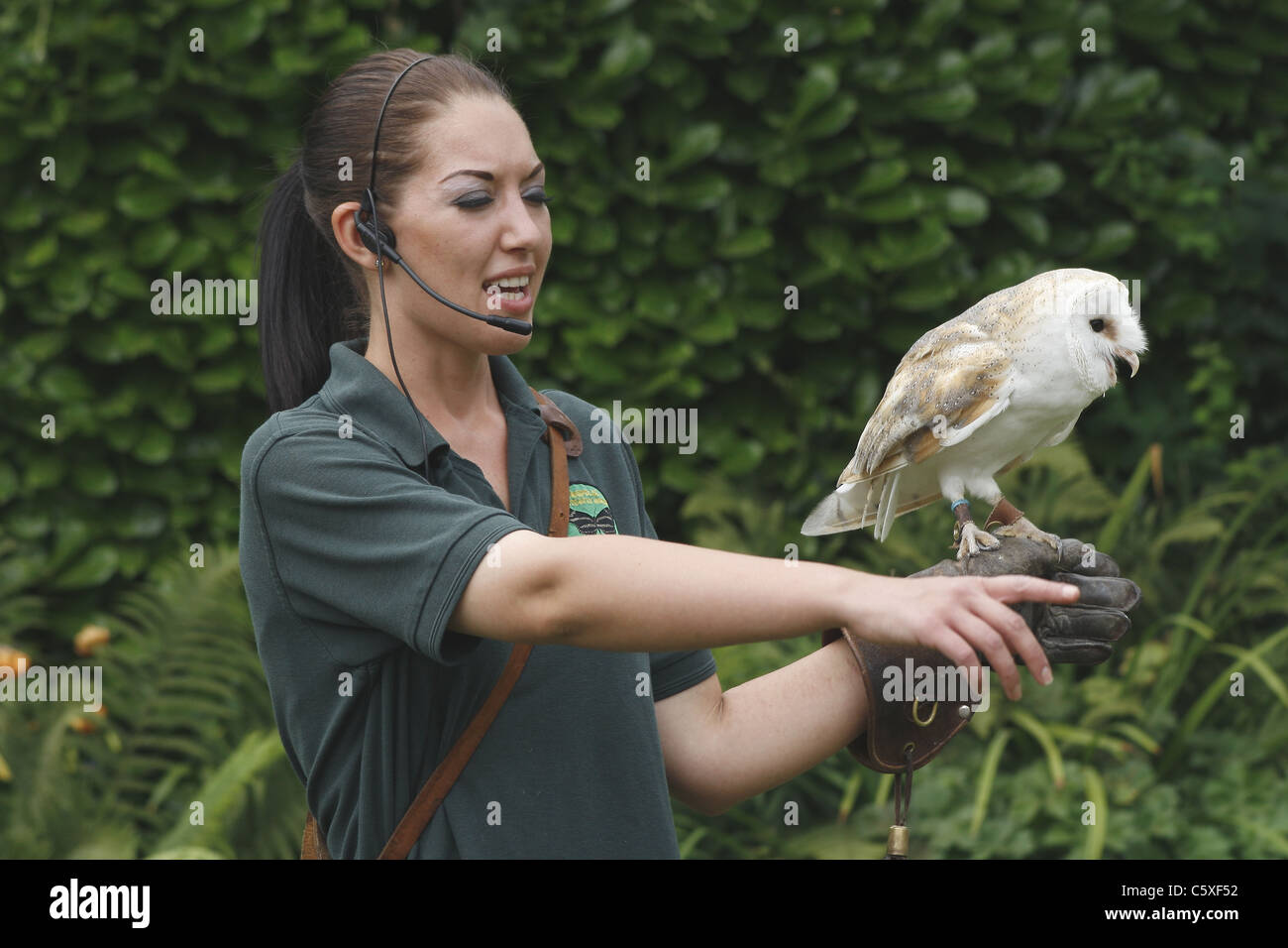 animal presenter giving talk on barn owl Stock Photo - Alamy