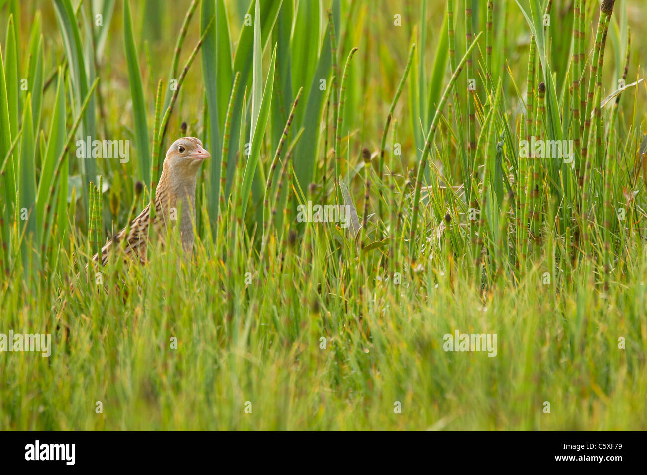 Corncrake, Crex crex, in grass at Balranald RSPB, North Uist, Outer ...