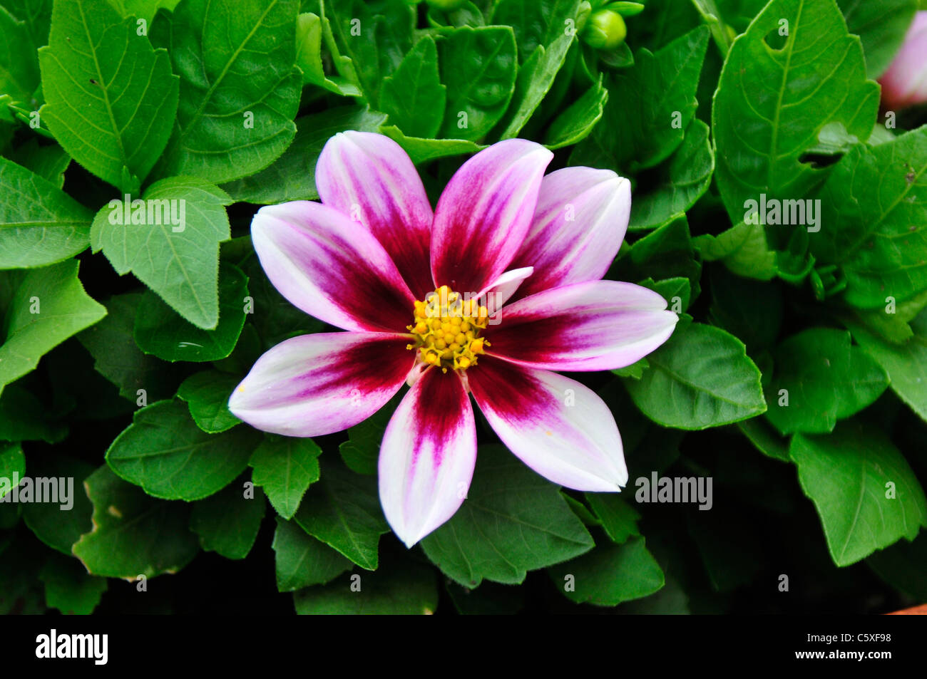 A Dalinova flower from Florida Stock Photo - Alamy