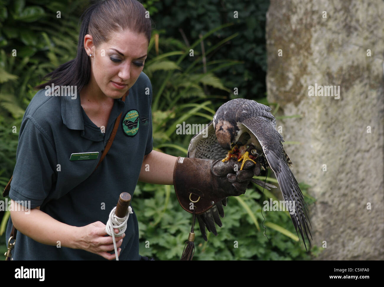 lanimal presenter giving talk about anner falcon Stock Photo - Alamy