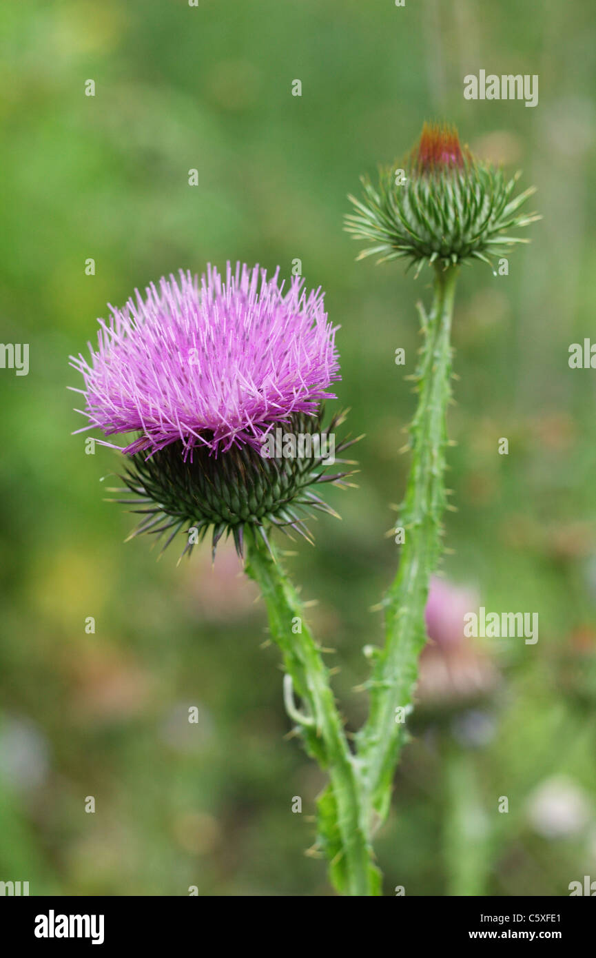 Abstract background green thistle hi-res stock photography and images ...