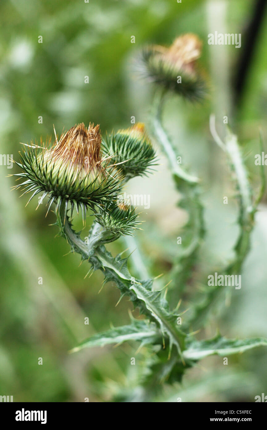 Abstract background green thistle hi-res stock photography and images ...
