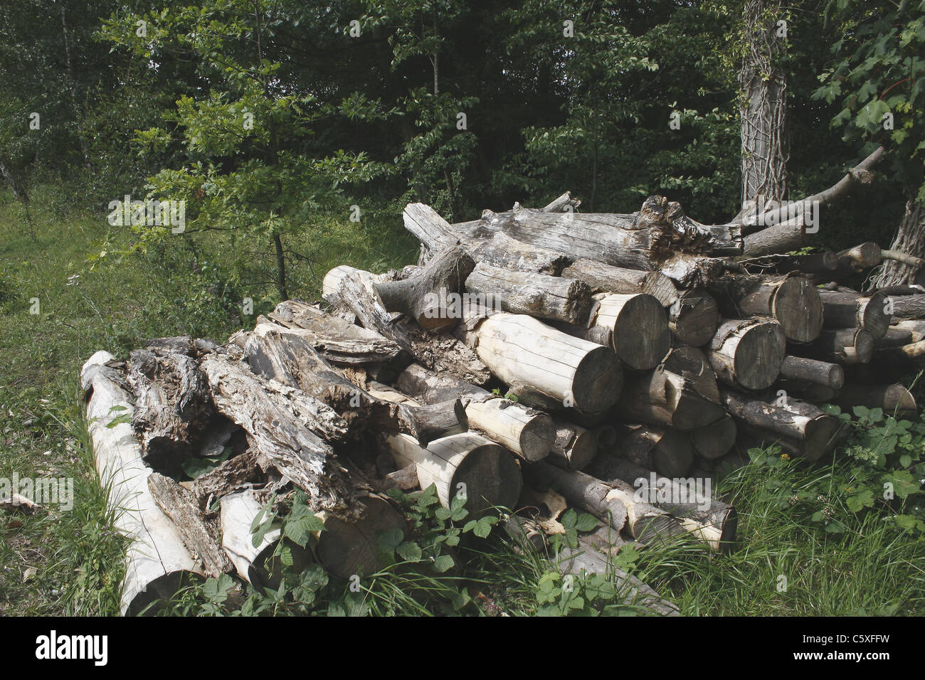 Wildlife Garden Log Pile High Resolution Stock Photography and Images ...