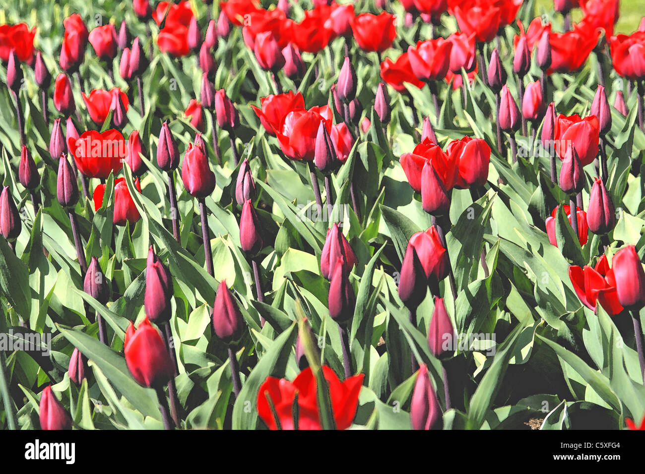 Digitally altered photograph hi-res stock photography and images - Alamy