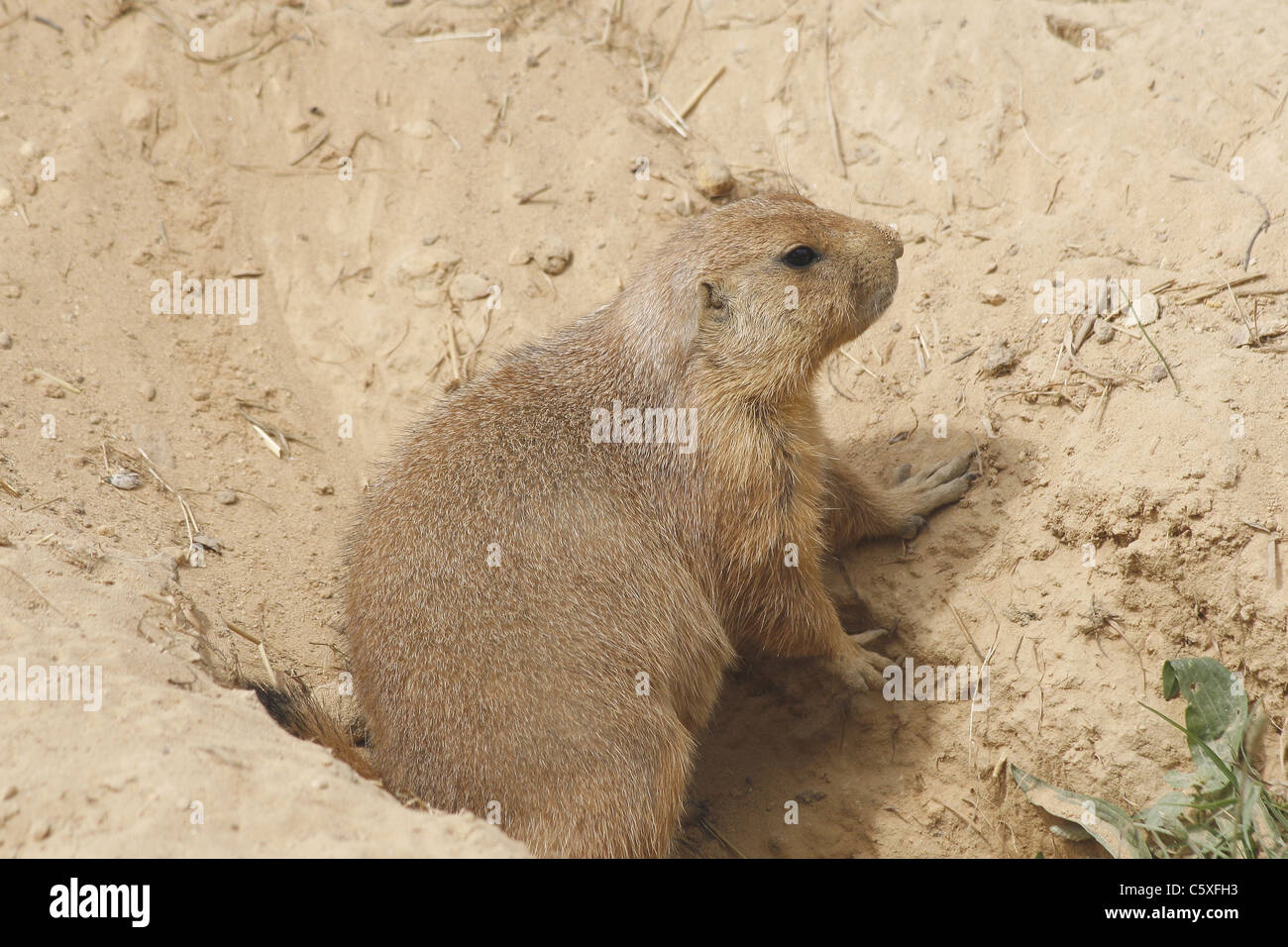 Prairie dog mound hi-res stock photography and images - Alamy