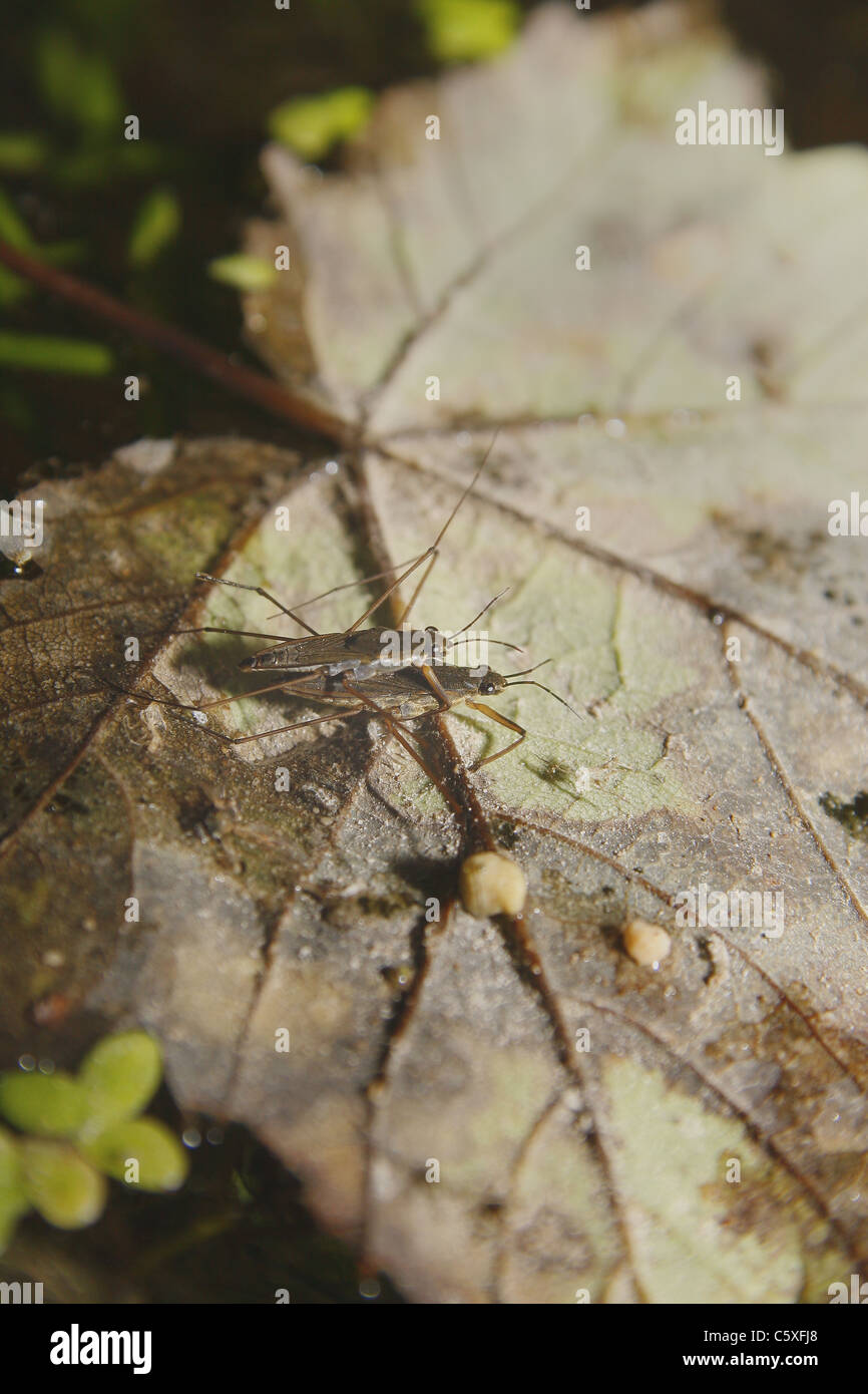 water striders mating Gerridae Tropical Butterfly House, Wildlife ...