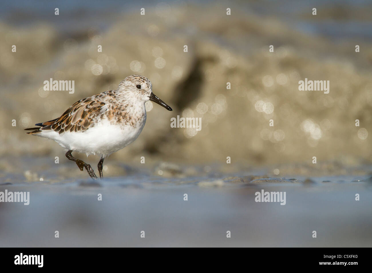 Sanderling in Spring plumage on a beach in Scotland, UK during ...