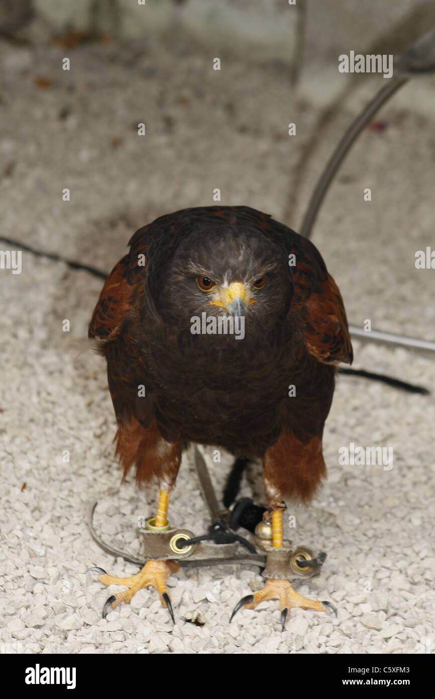 Harris hawk and talons hi-res stock photography and images - Alamy