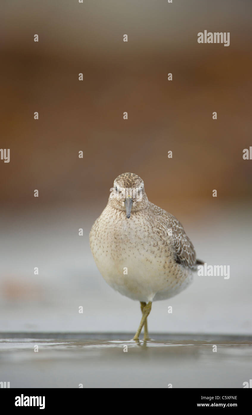 Knot wading bird hi-res stock photography and images - Alamy