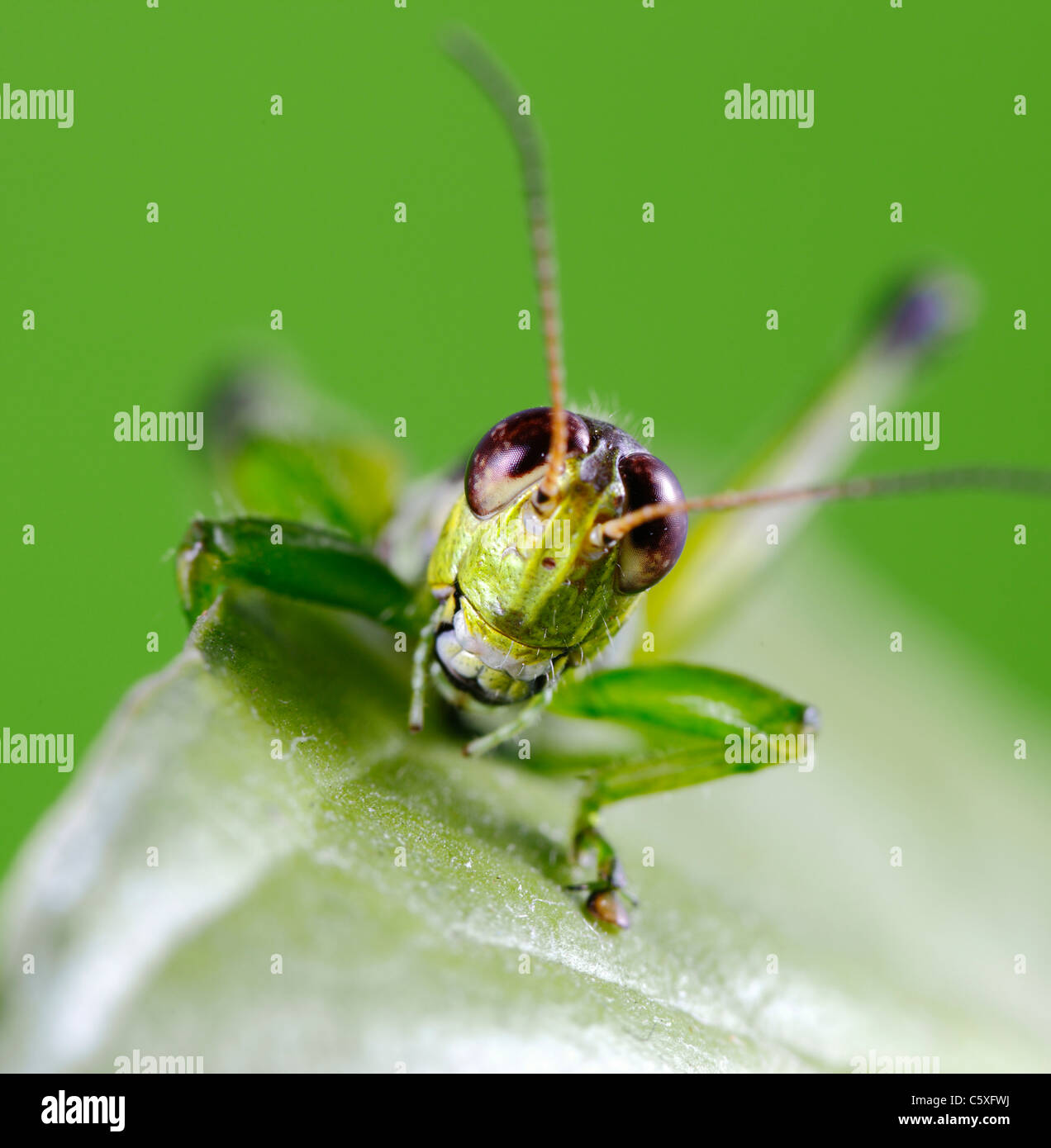 Insect insect green teeth antenna hi-res stock photography and images ...