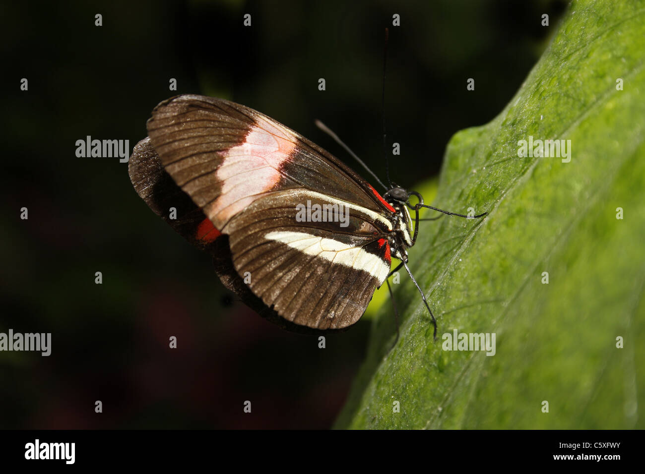 Postman butterfly heliconius melpomene hi-res stock photography and ...