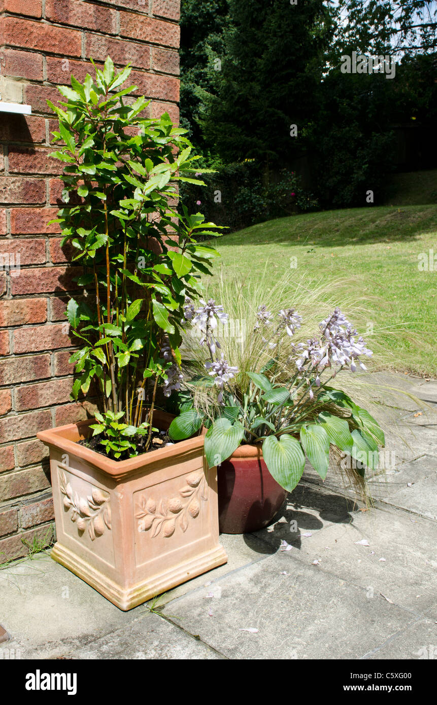 Bay tree hi-res stock photography and images - Alamy